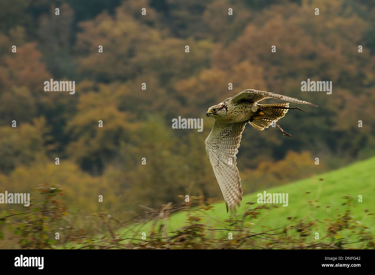 Gyrfalcon girfalco hi-res stock photography and images - Alamy