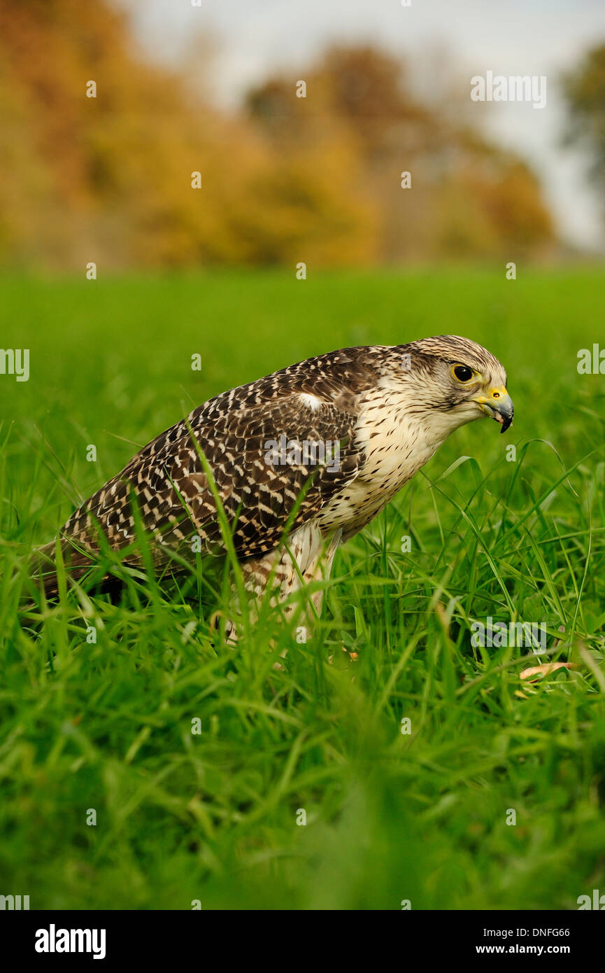 Gyrfalcon girfalco hi-res stock photography and images - Alamy