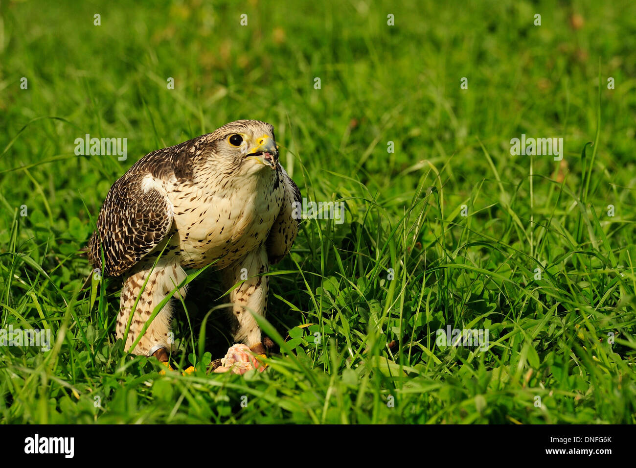 Gyrfalcon girfalco hi-res stock photography and images - Alamy