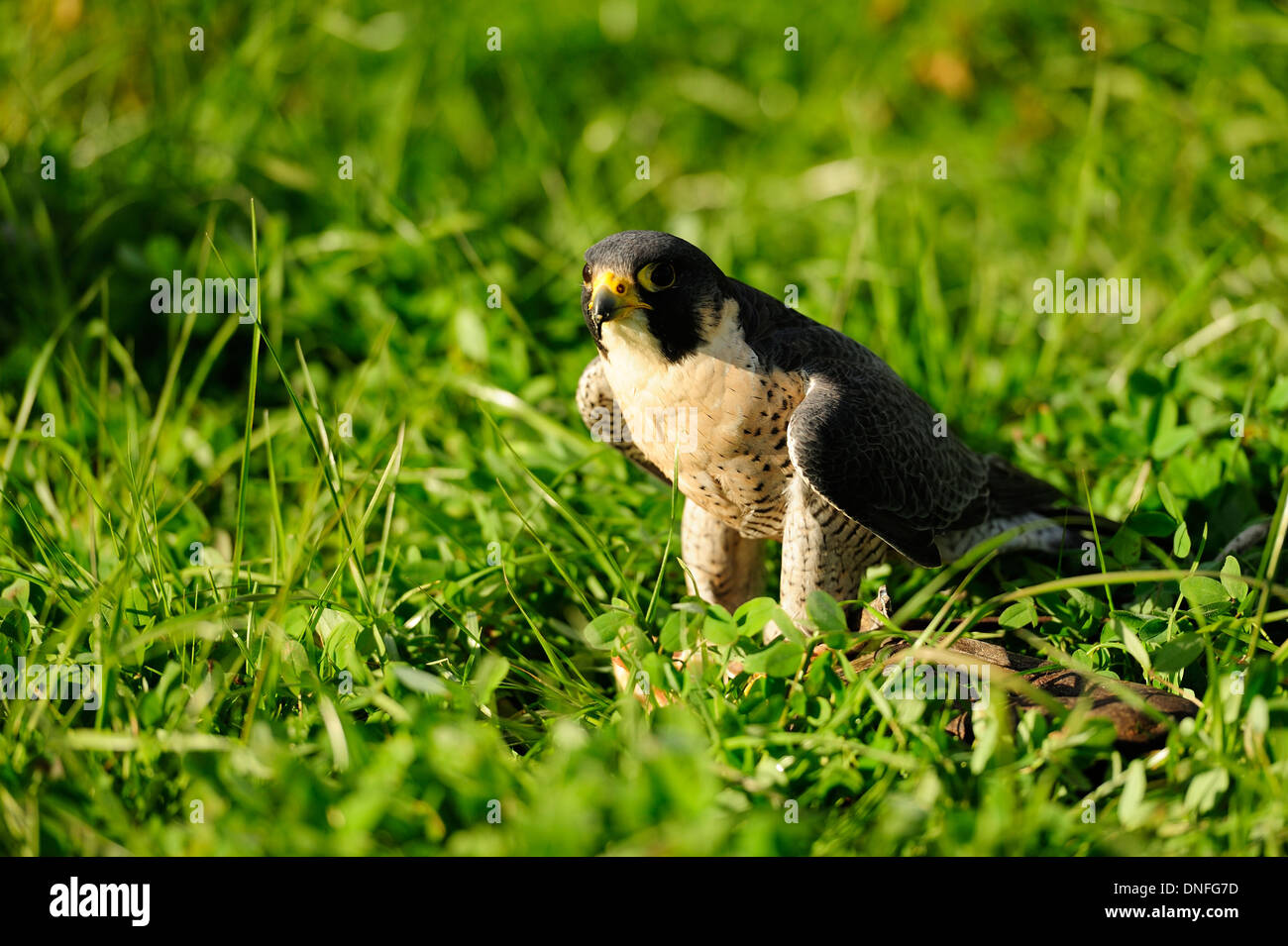 Gyrfalcon girfalco hi-res stock photography and images - Alamy