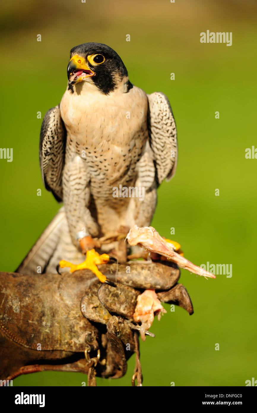 Italy roberto nistri bird birds horizontal hi-res stock photography and ...