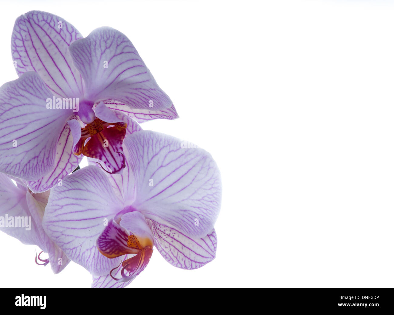 Orchid petals hi-res stock photography and images - Alamy