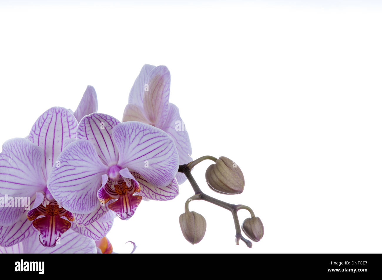 beautiful orchid with space on right side. horizontal shot on a white ...