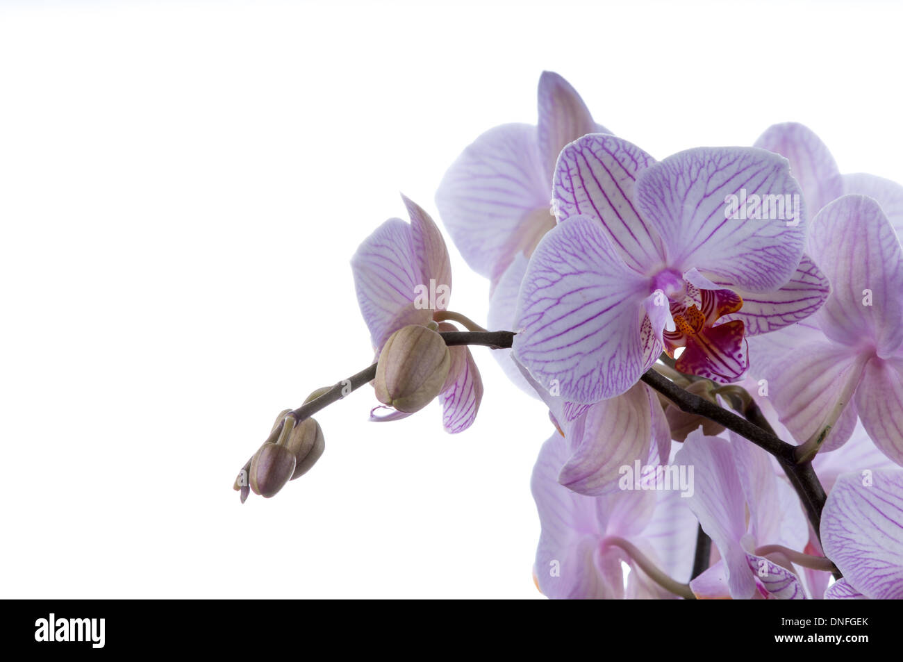 beautiful orchid with space on left side. horizontal shot on a white ...