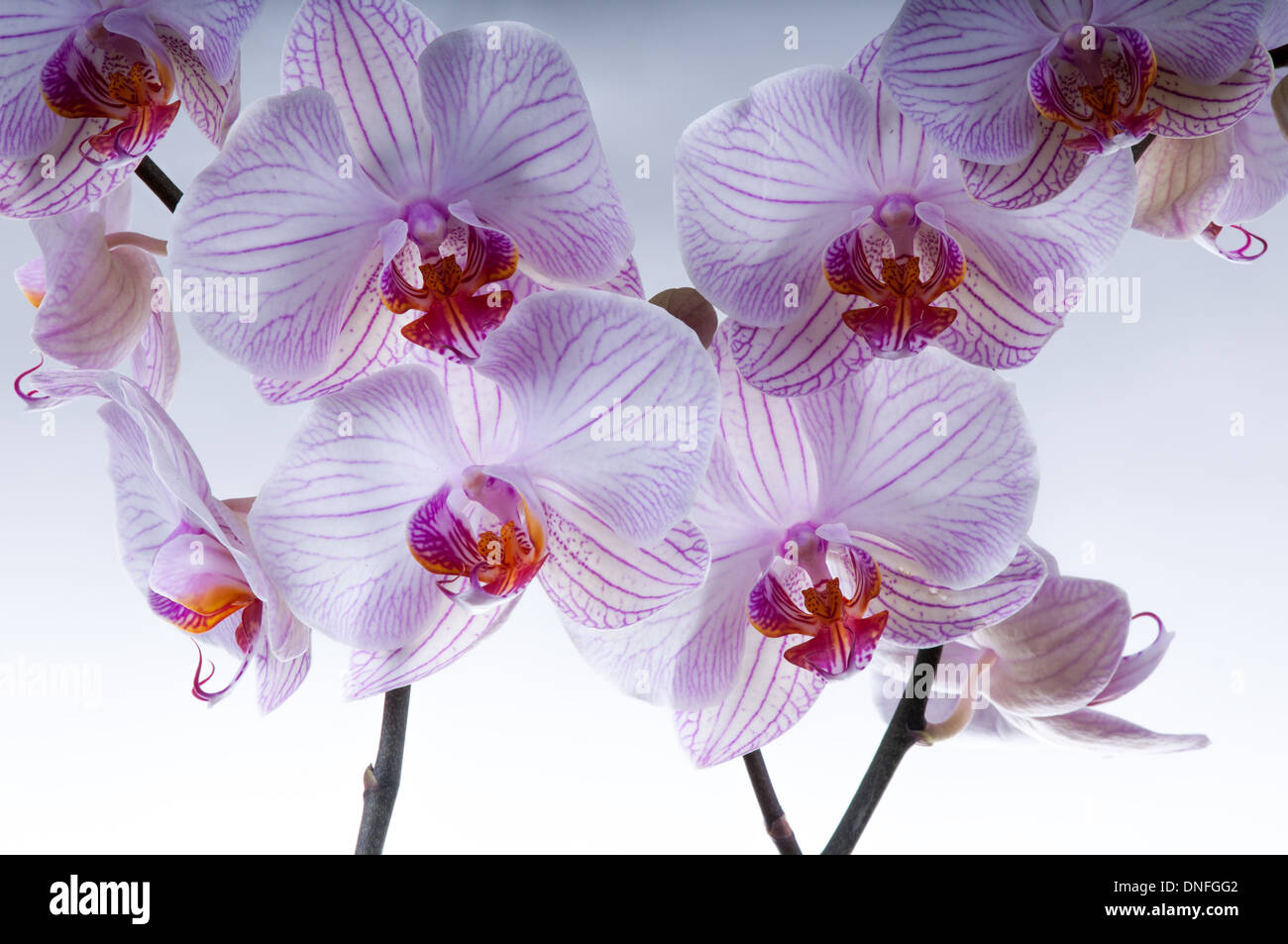 beautiful purple orchid flowers. horizontal shot on a white background ...