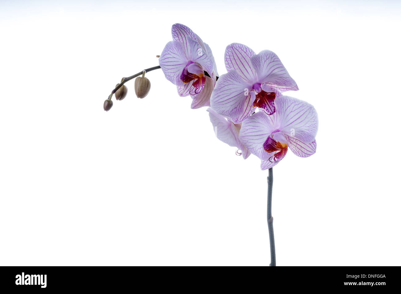Orchid with long stem hi-res stock photography and images - Alamy