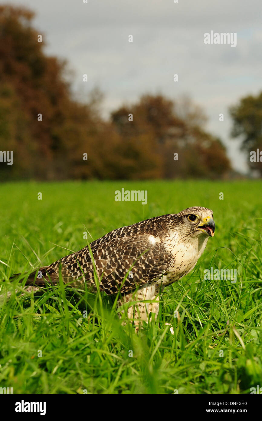 Gyrfalcon girfalco hi-res stock photography and images - Alamy