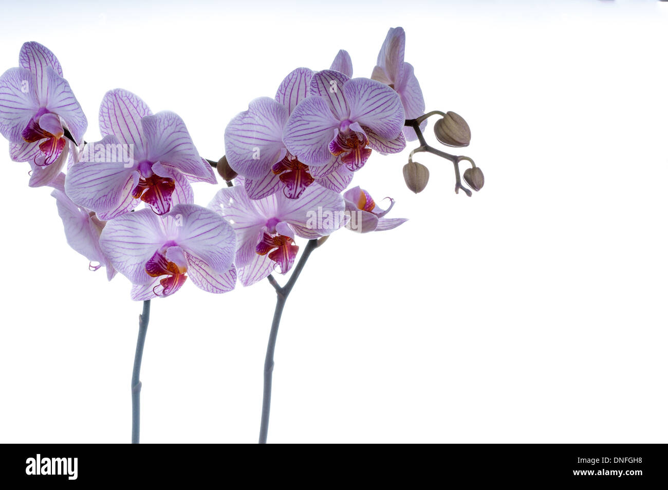 beautiful orchid stems with space on right side. horizontal shot on a ...