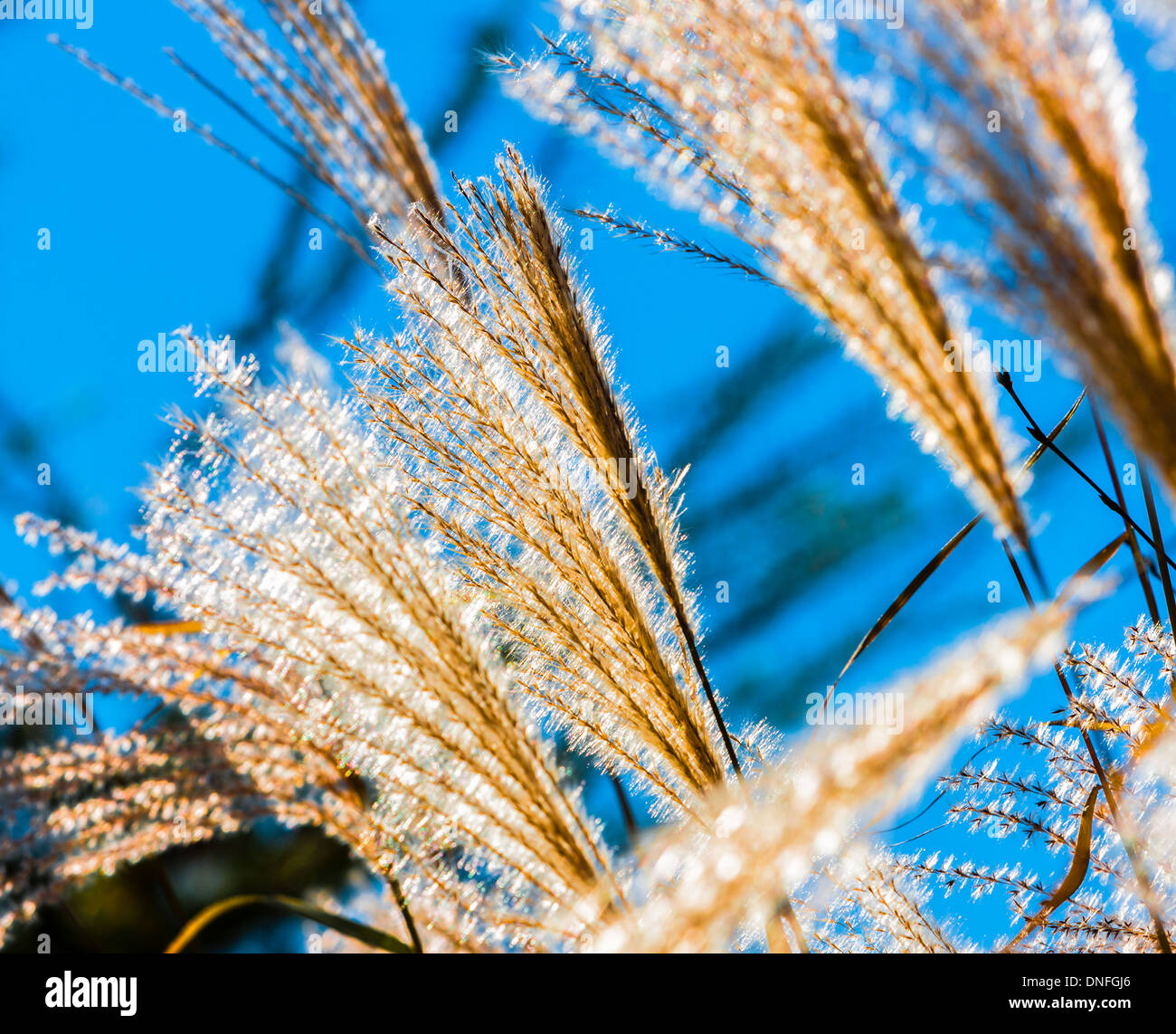 flowering reeds closeup Stock Photo - Alamy