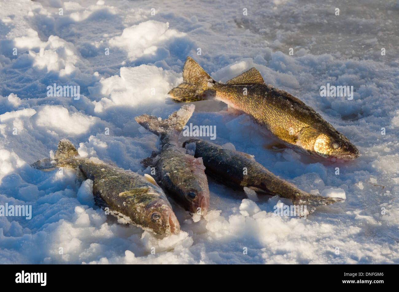 Walleye ice fishing hi-res stock photography and images - Alamy