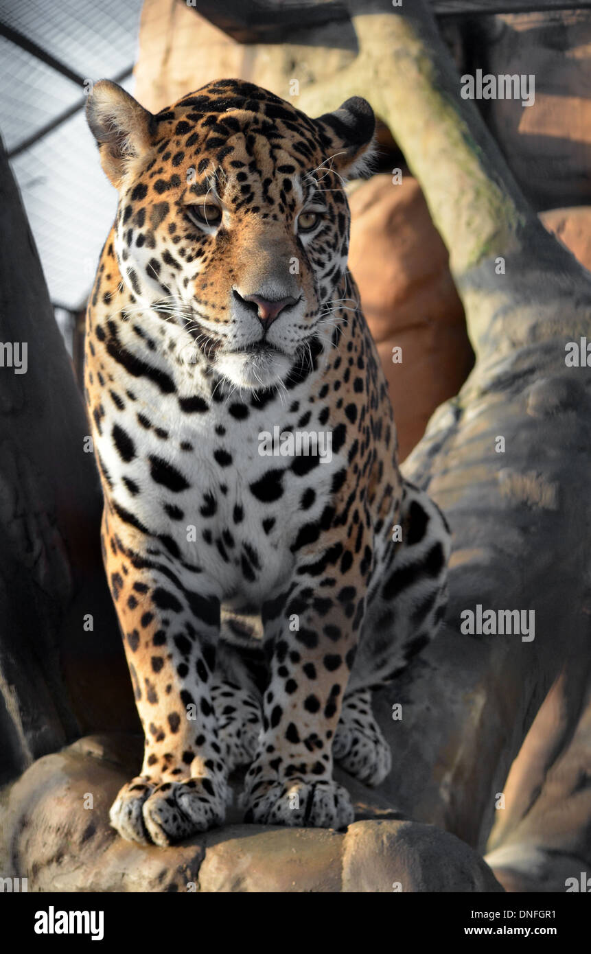 single amur leopard in Minsk zoo Stock Photo - Alamy