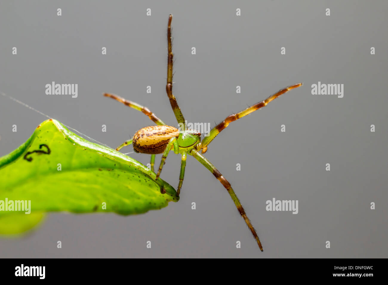 The Green Crab Spider (Diaea dorsata Stock Photo - Alamy