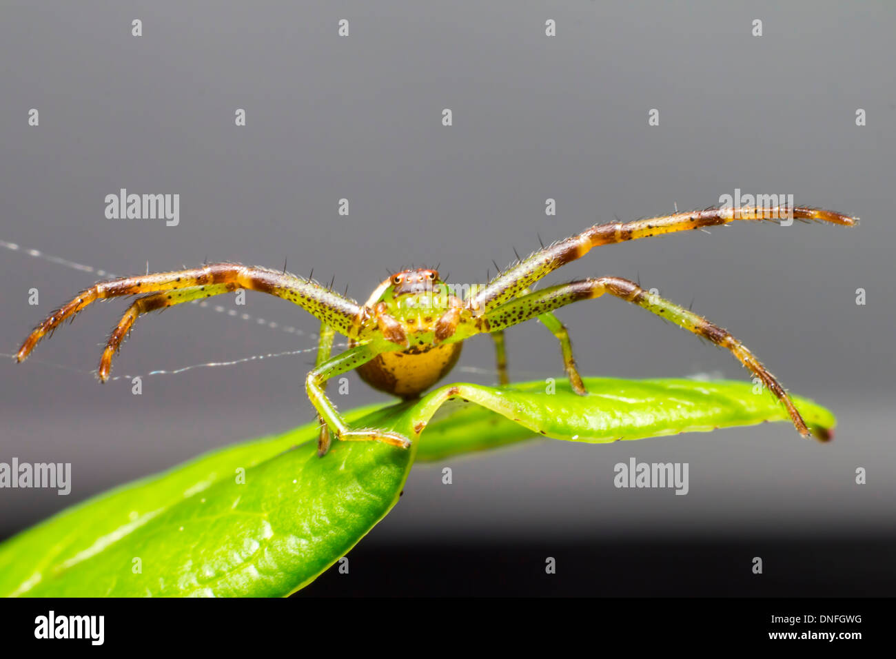 The Green Crab Spider (Diaea dorsata Stock Photo - Alamy
