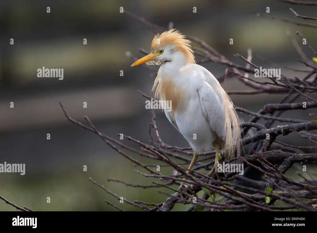 Cattle Egret in breeding plumage on nest Stock Photo - Alamy