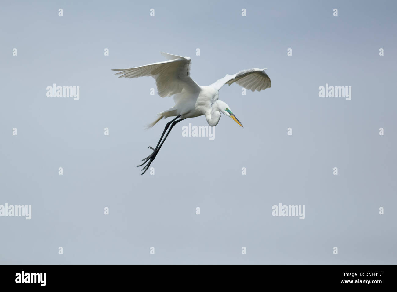 Great Egret in flight with legs down and wings out in Florida Stock ...