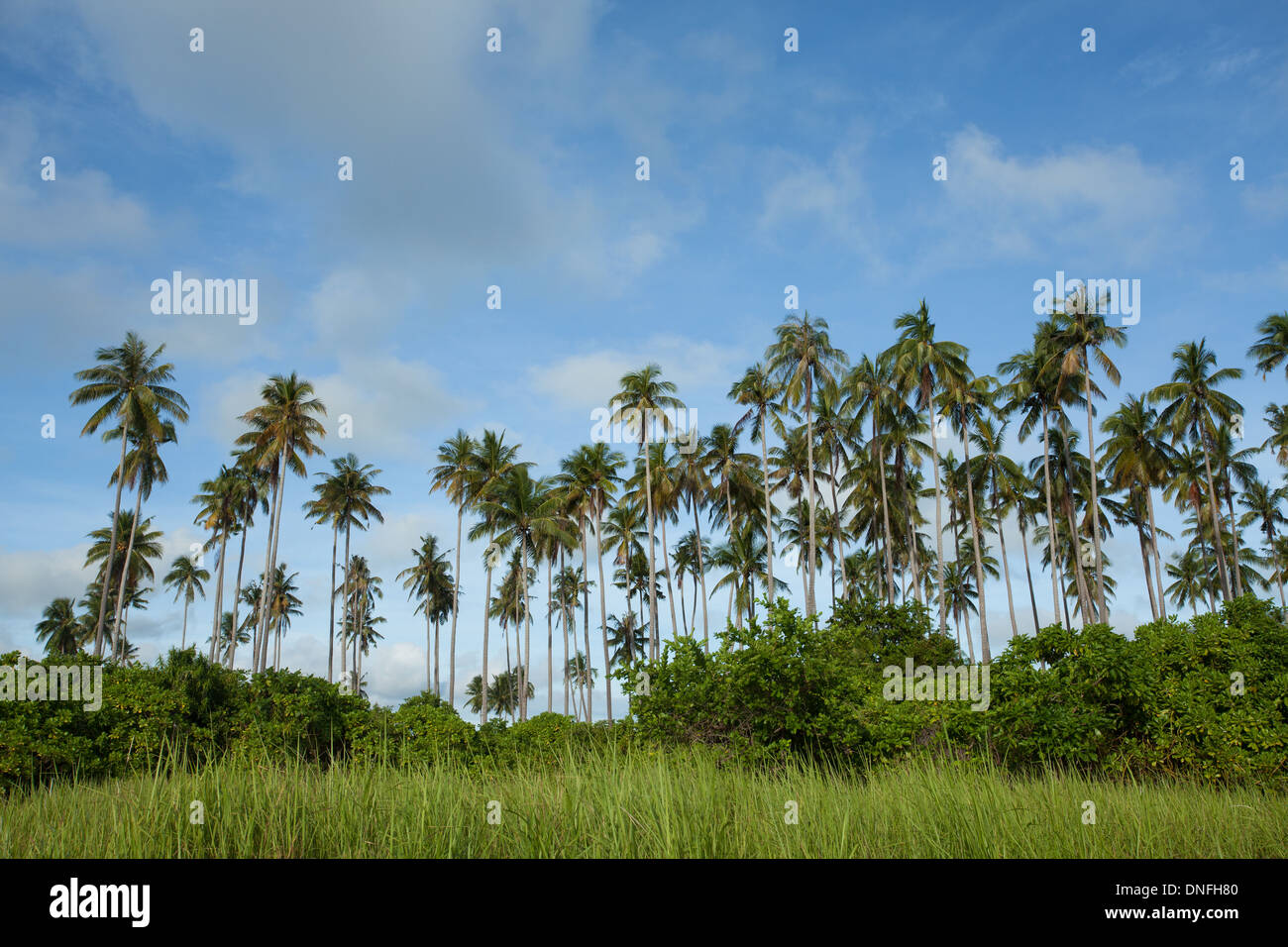Coconut trees that thrives on an island with a background sky and ...