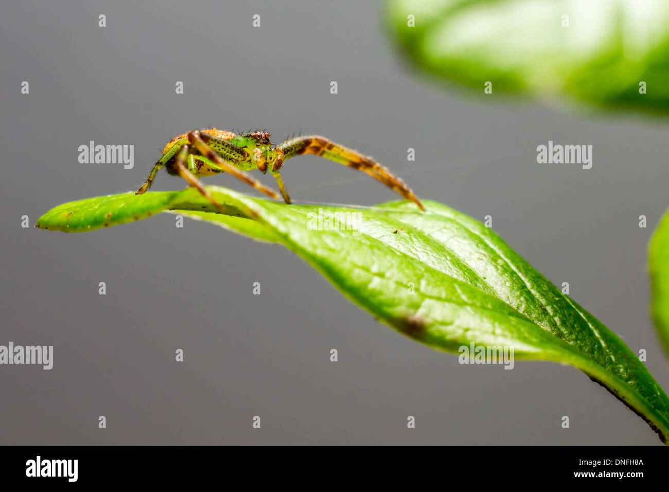 The Green Crab Spider (Diaea dorsata Stock Photo - Alamy