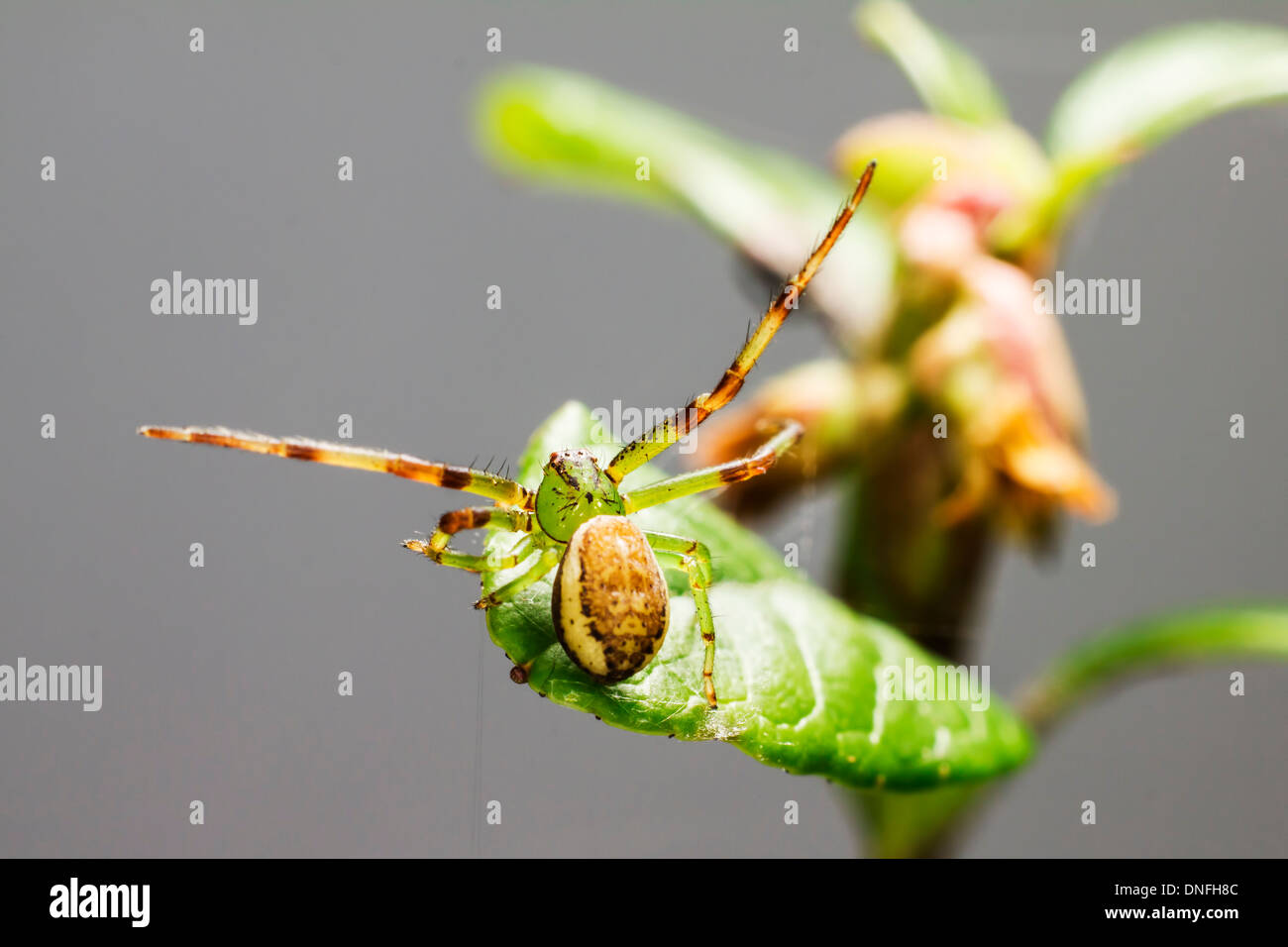 The Green Crab Spider (Diaea dorsata Stock Photo - Alamy