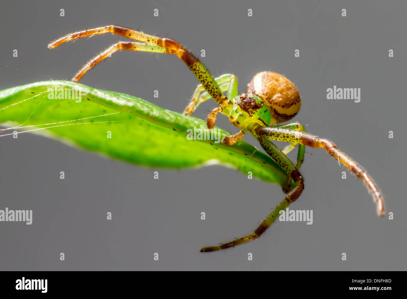 The Green Crab Spider (Diaea dorsata Stock Photo - Alamy