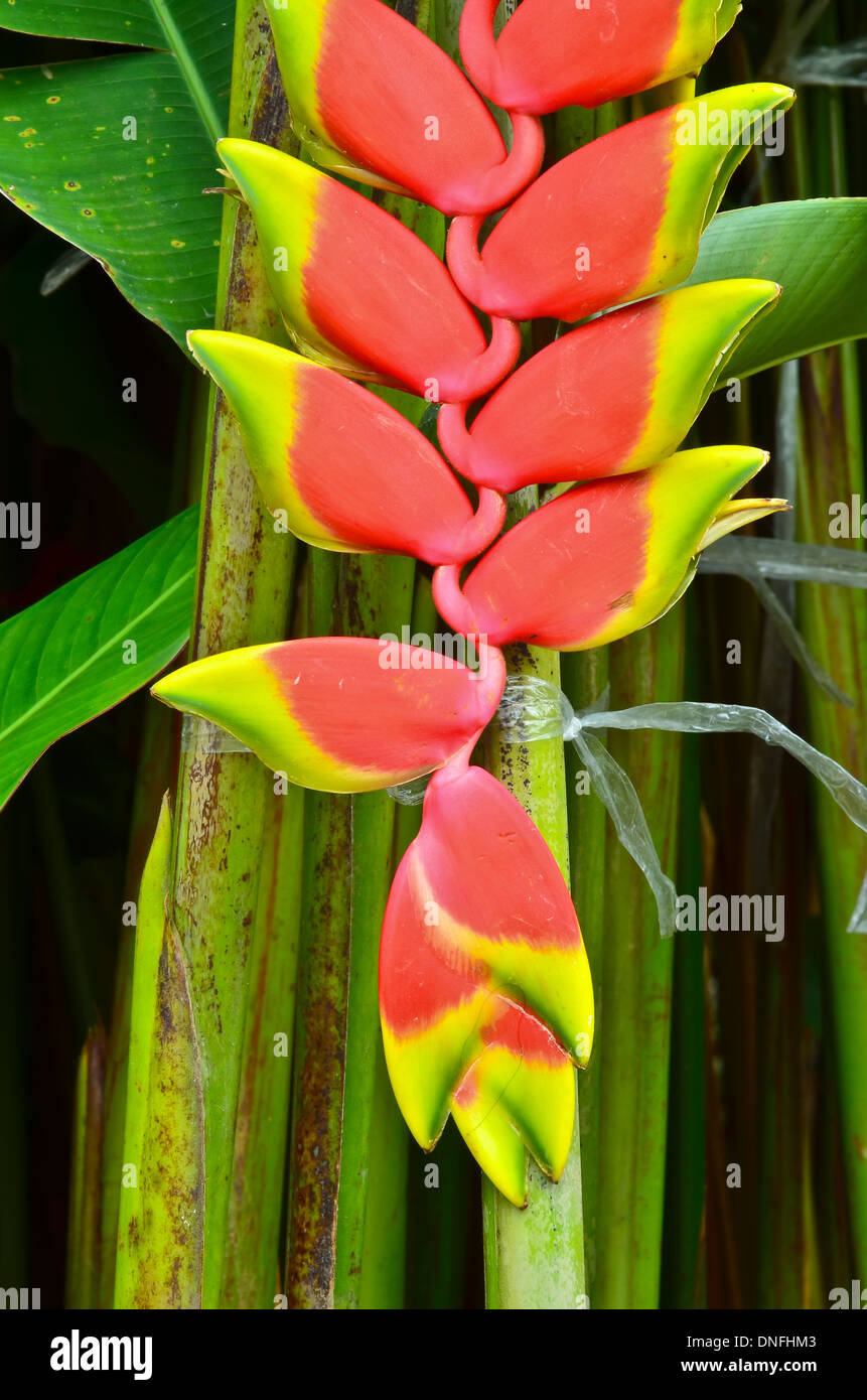 Heliconia flower hi-res stock photography and images - Alamy