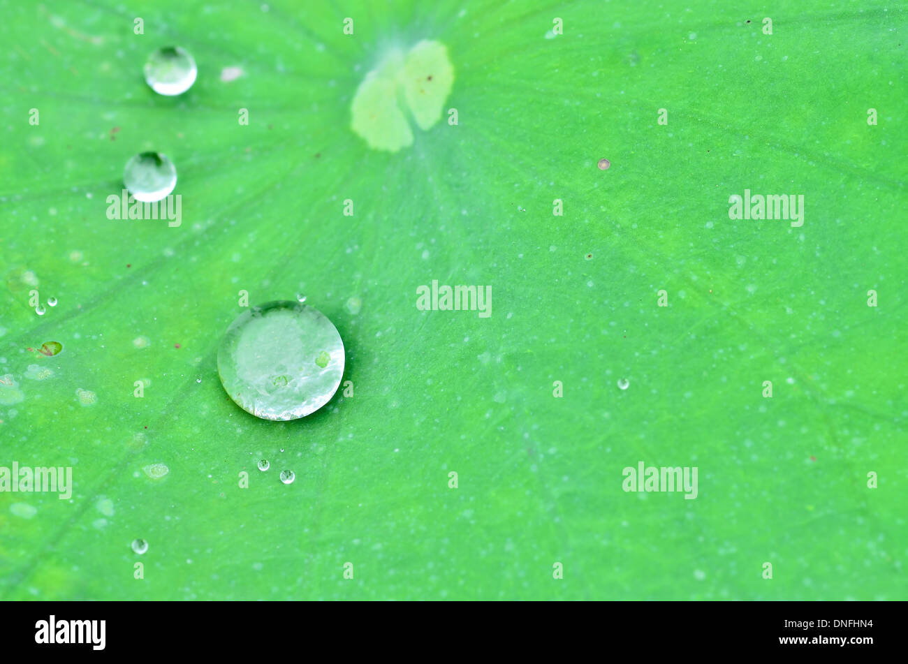 Water drops on lotus leaf hi-res stock photography and images - Alamy