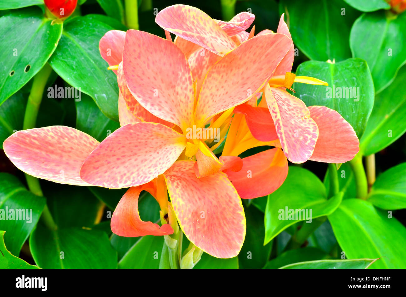 Canna Farm Canna Field High Resolution Stock Photography and Images - Alamy
