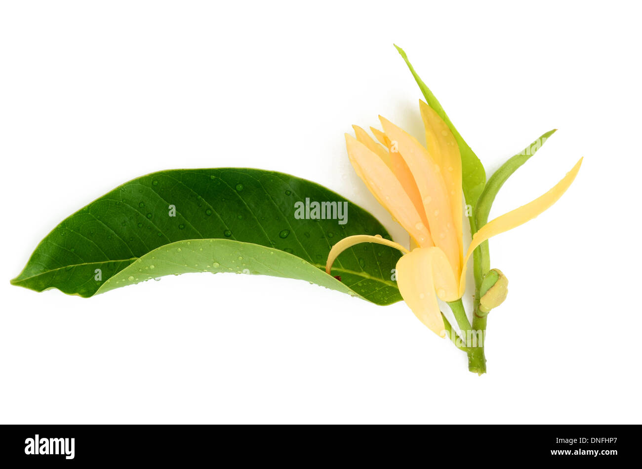 Champaka flower hi-res stock photography and images - Alamy