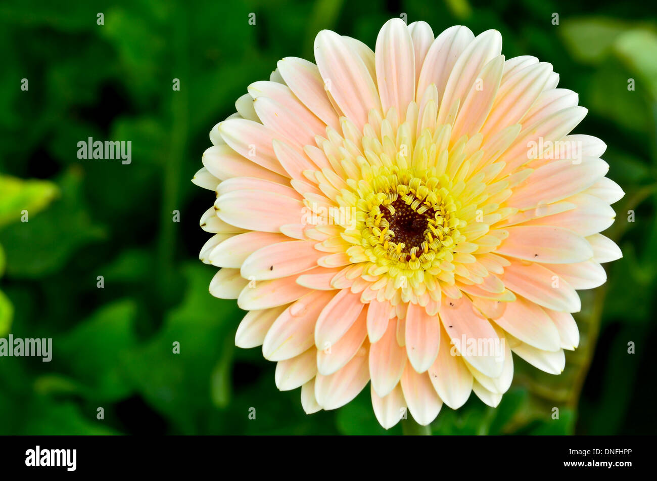 Fresh gerberas hi-res stock photography and images - Alamy