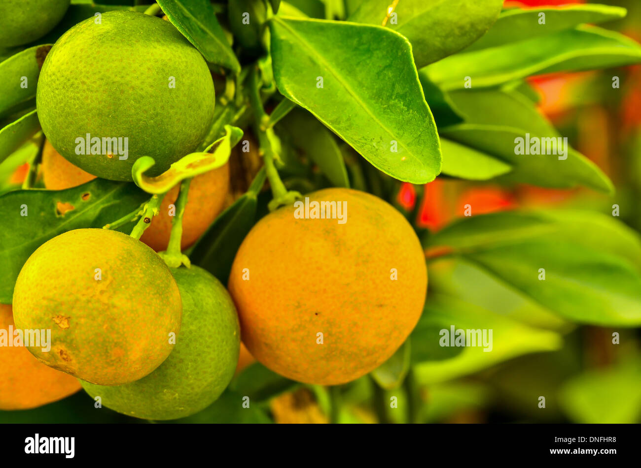 oranges hanging on a tree Stock Photo - Alamy