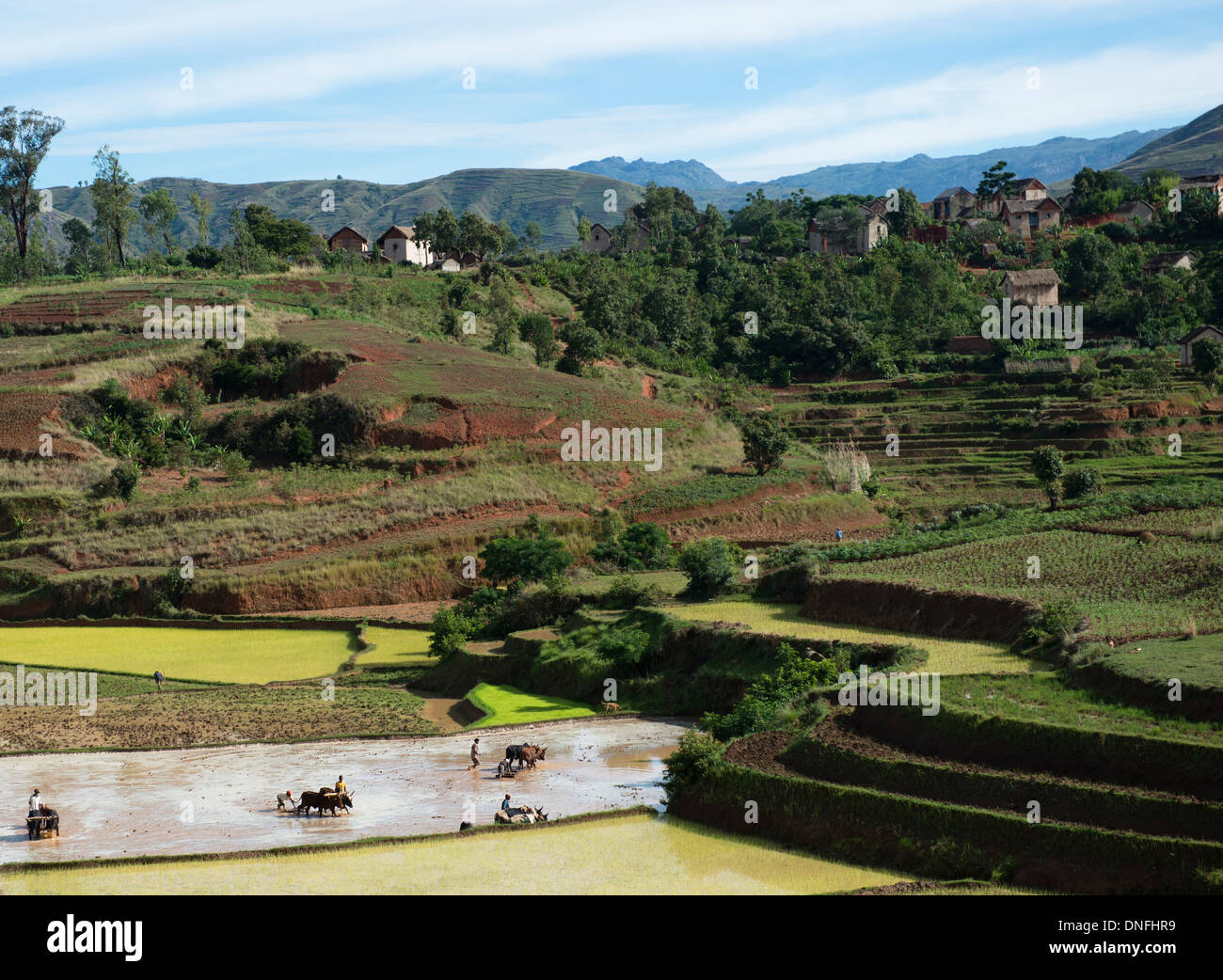 Madagascar rice terrace hi-res stock photography and images - Alamy