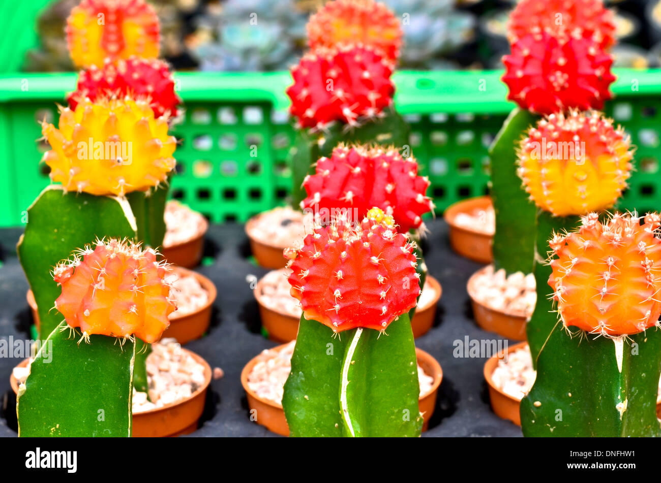Various colorful cactus plants background Stock Photo - Alamy