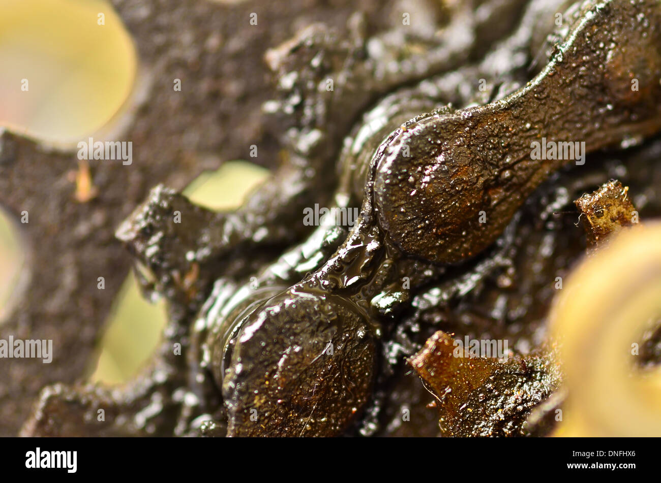 Close up dirty chain Stock Photo - Alamy
