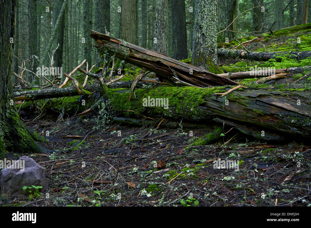 Forest Landscape. Mossy Montana Forest Landscape Stock Photo - Alamy