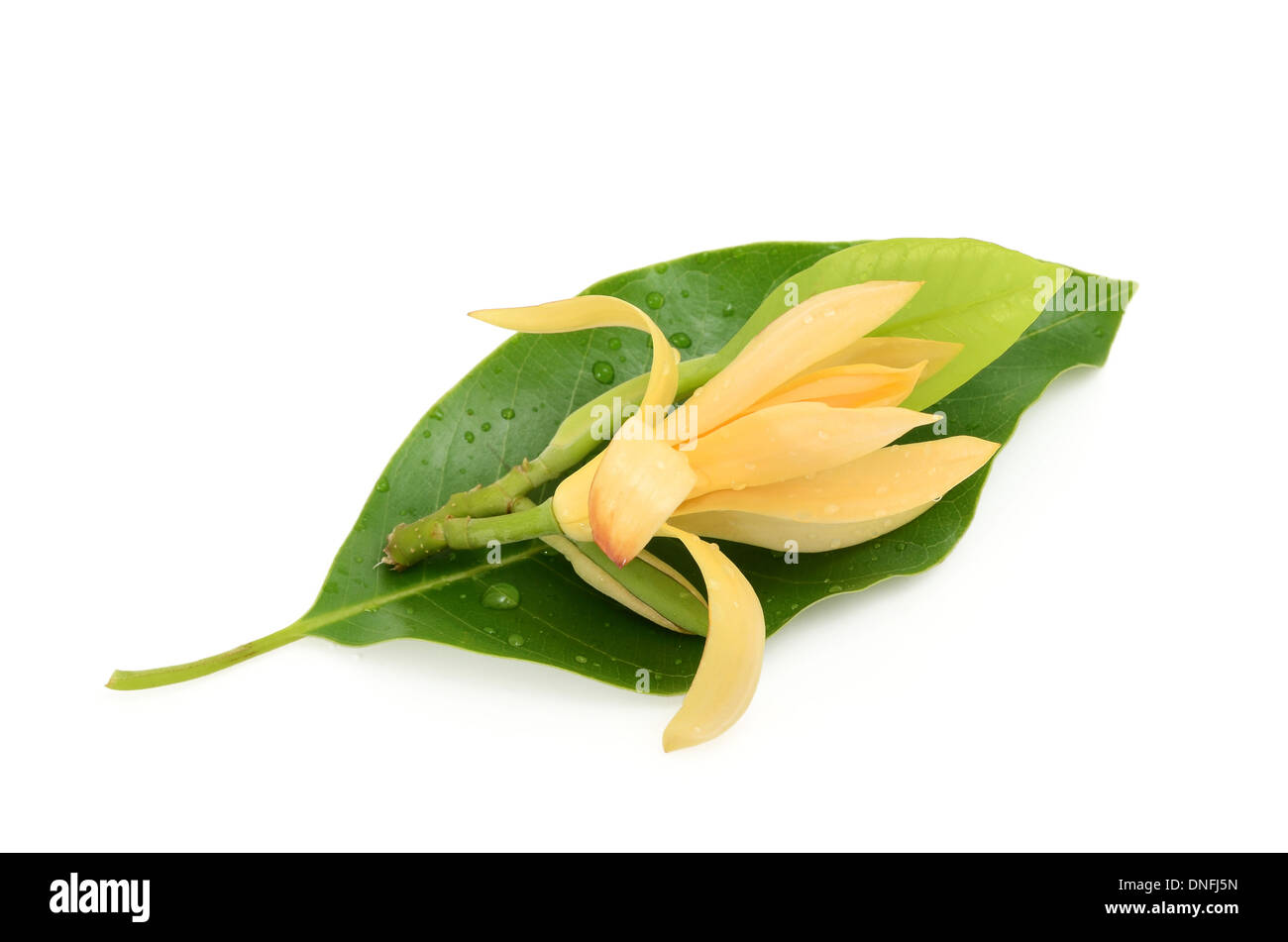 Champaka flower hi-res stock photography and images - Alamy