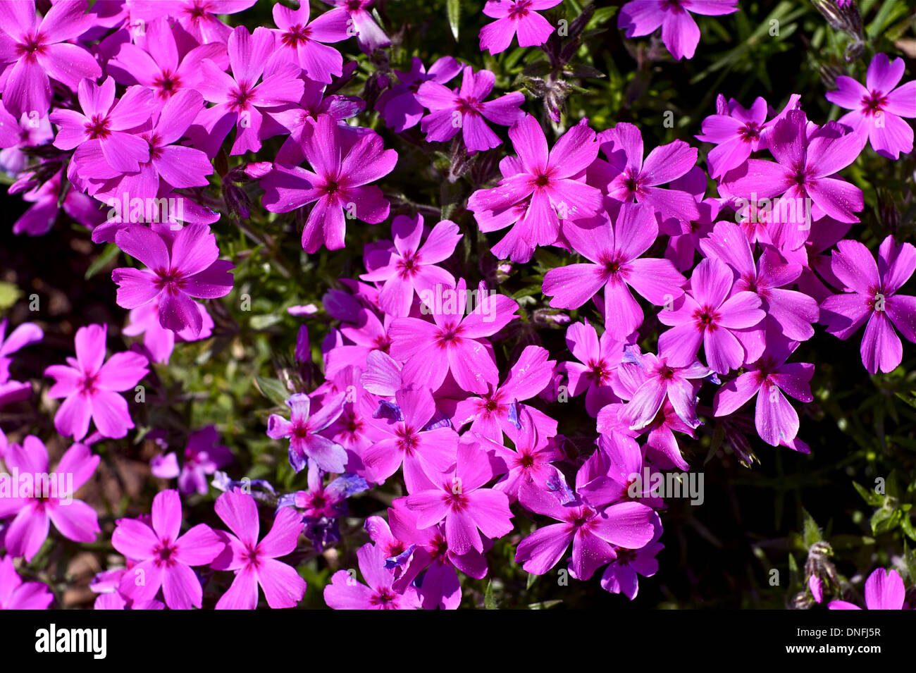 Small Pink Spring Flowers Closeup Photo. Spring Garden Stock Photo - Alamy