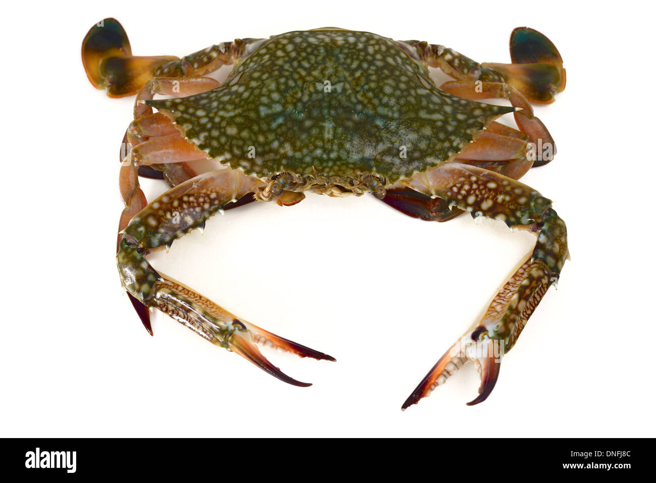 crab isolated on white Stock Photo - Alamy
