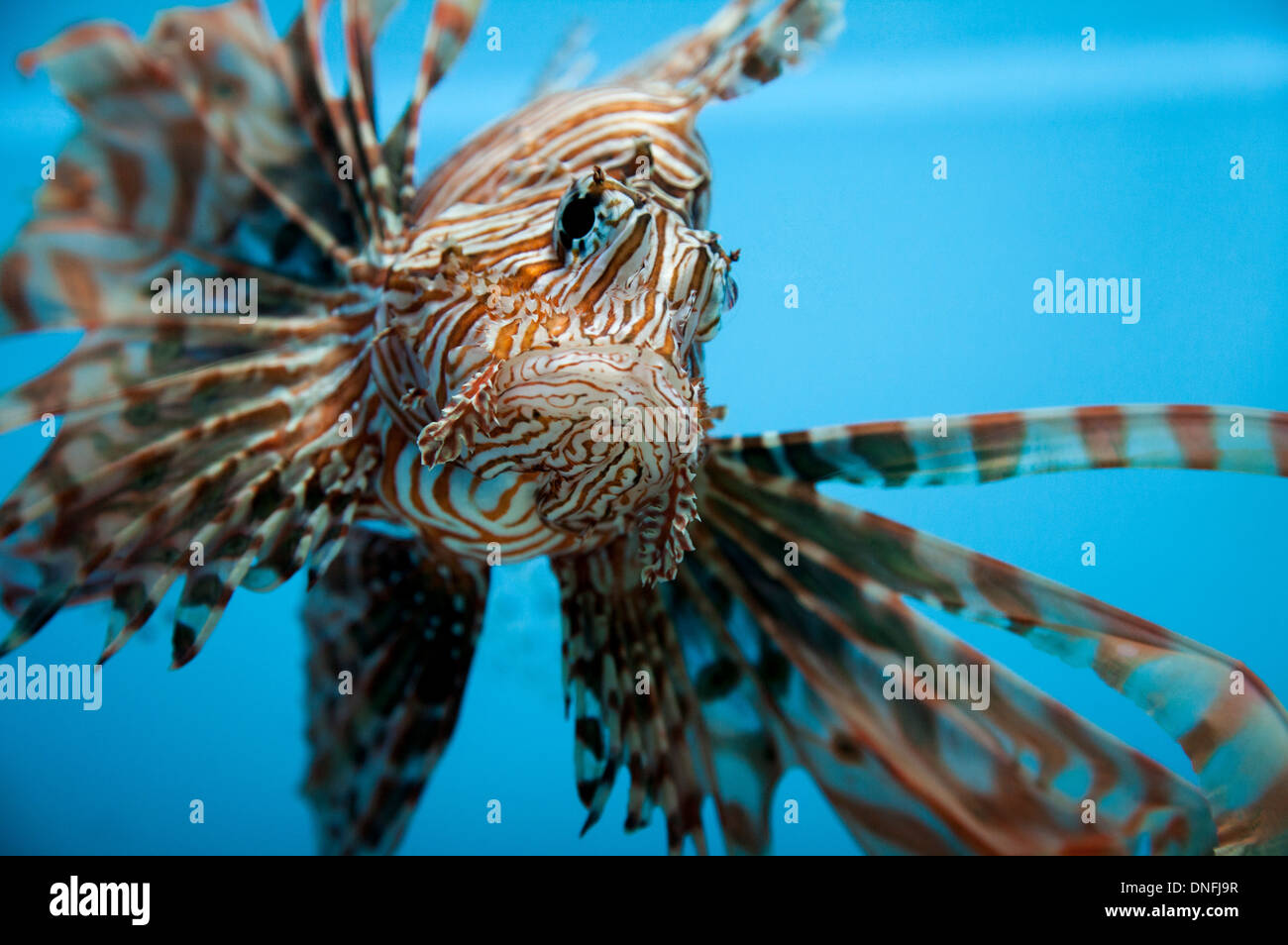 Hokkaido, Japan, Asia, Sea Life, Animal, Lionfish Stock Photo - Alamy