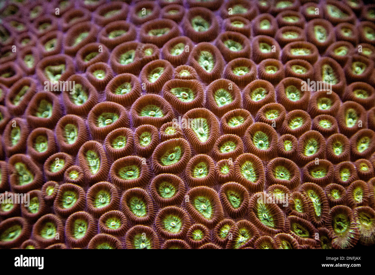 Hokkaido, Japan, Asia, Sea Life, Animal, Coral Stock Photo - Alamy