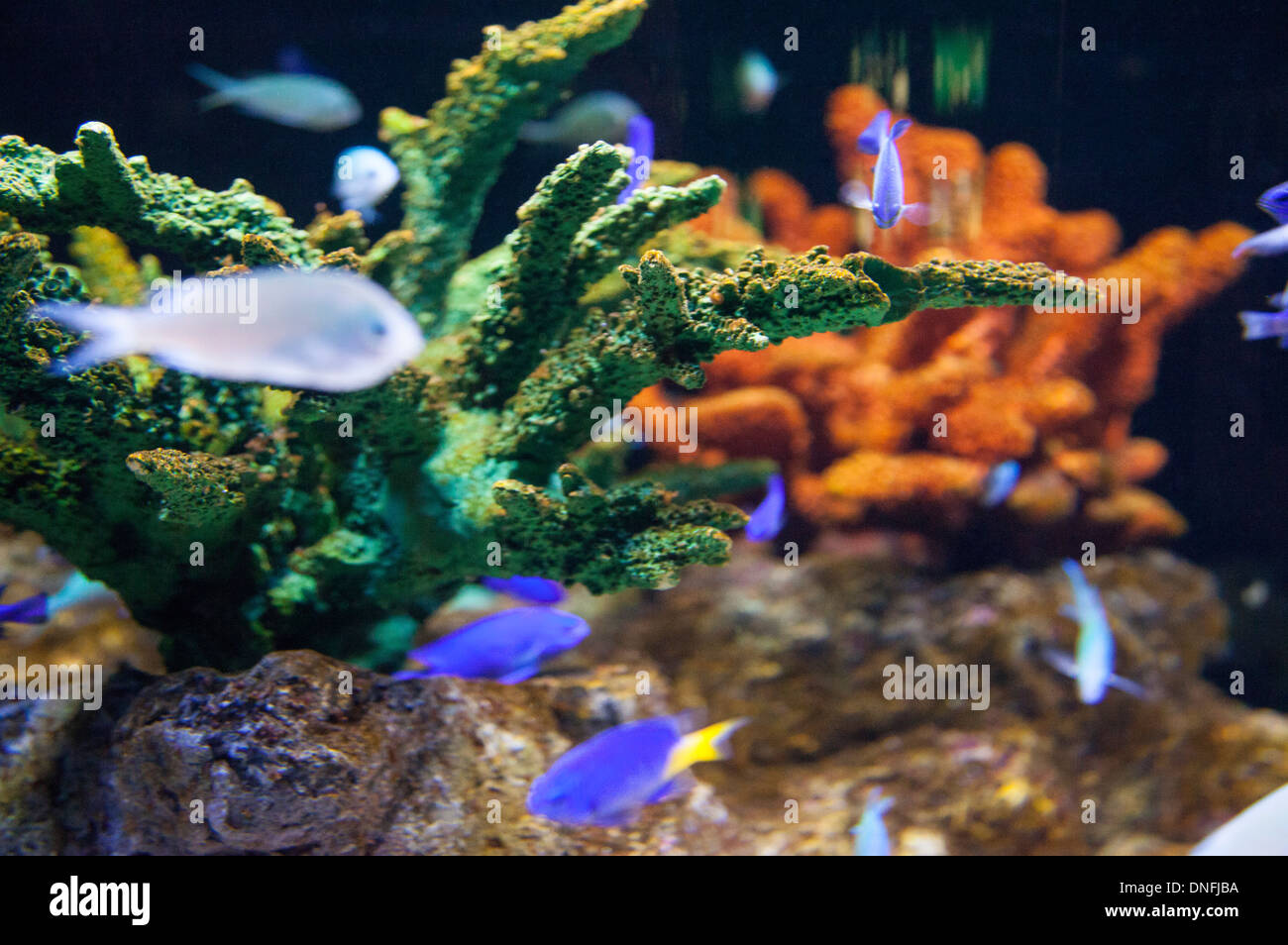 Hokkaido, Japan, Asia, Sea Life, Animal, Aquarium Stock Photo - Alamy