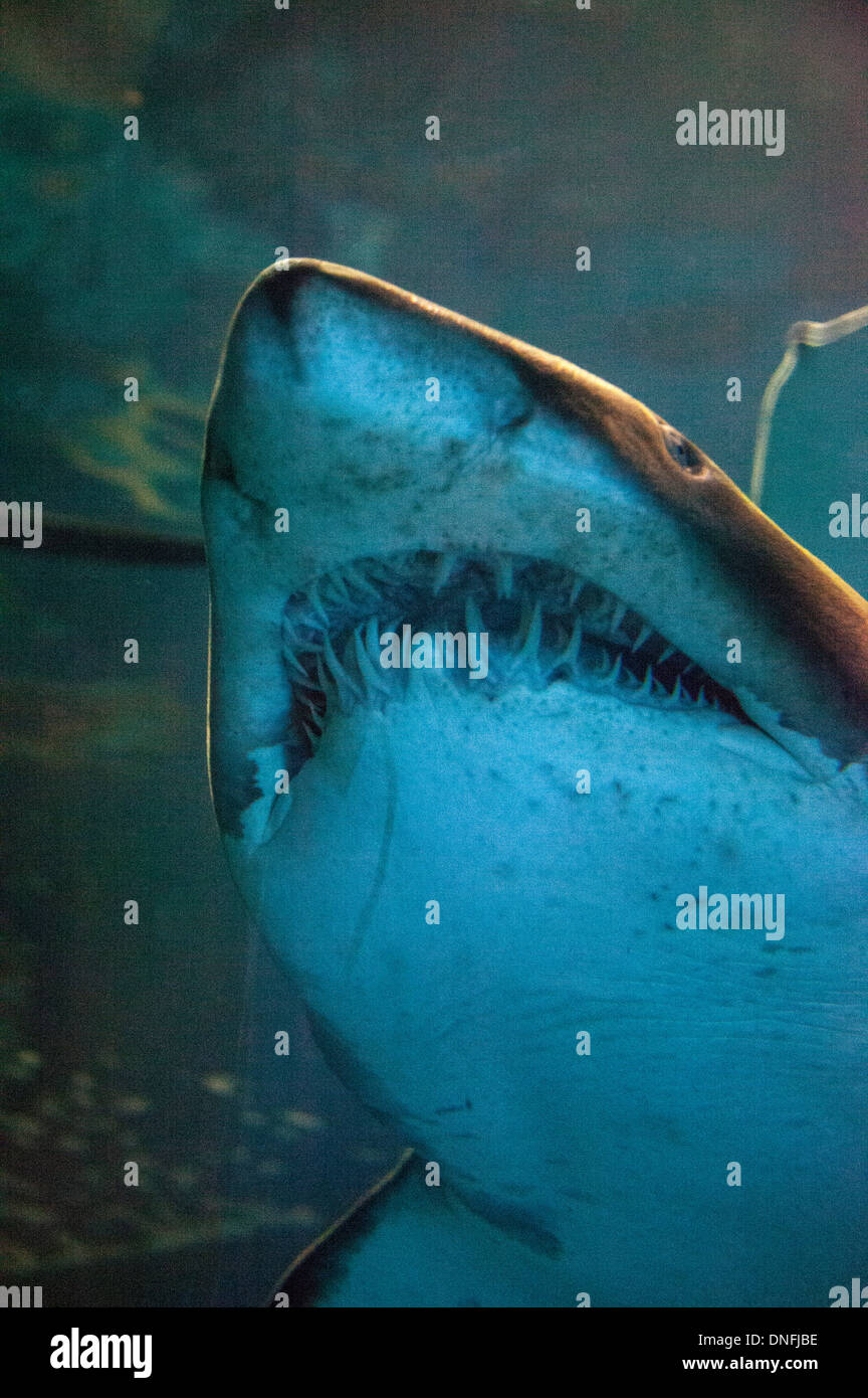 Hokkaido japan asia sea life hi-res stock photography and images - Alamy