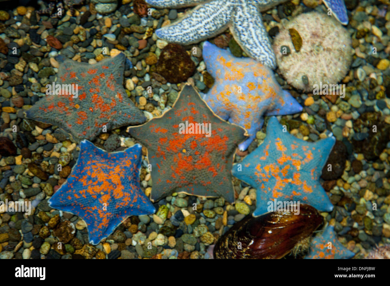 Hokkaido, Japan, Asia, Sea Life, Animal, Starfish Stock Photo - Alamy