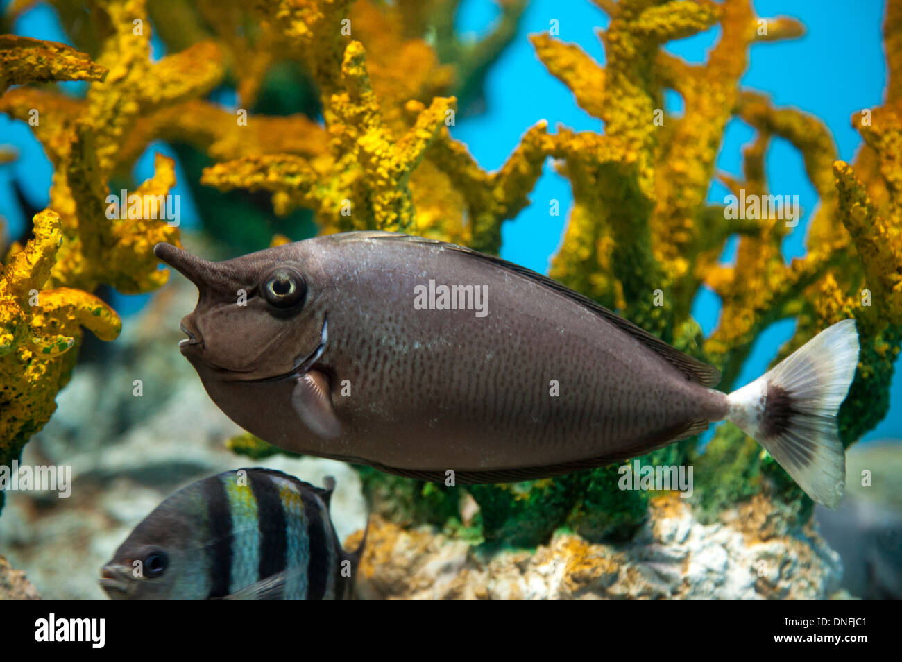 Hokkaido, Japan, Asia, Sea Life, Animal, Fish Stock Photo - Alamy