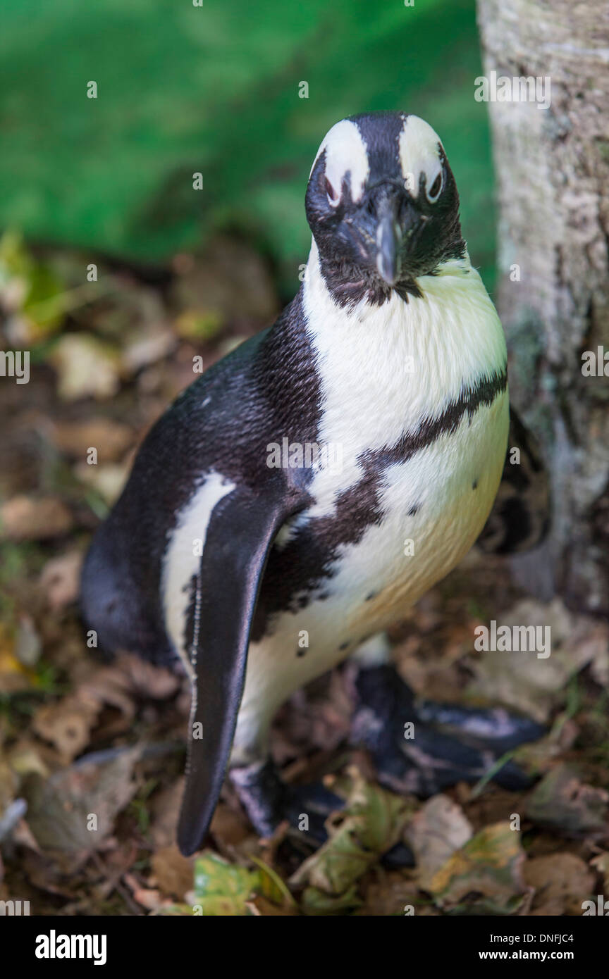 Hokkaido japan asia sea life hi-res stock photography and images - Alamy