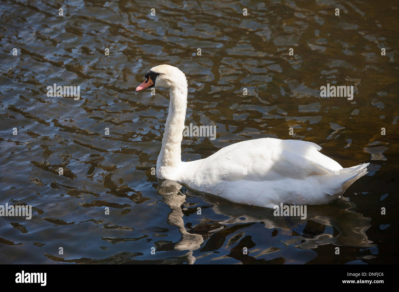Hokkaido, Japan, Asia, Sea Life, Animal, Swan Stock Photo - Alamy