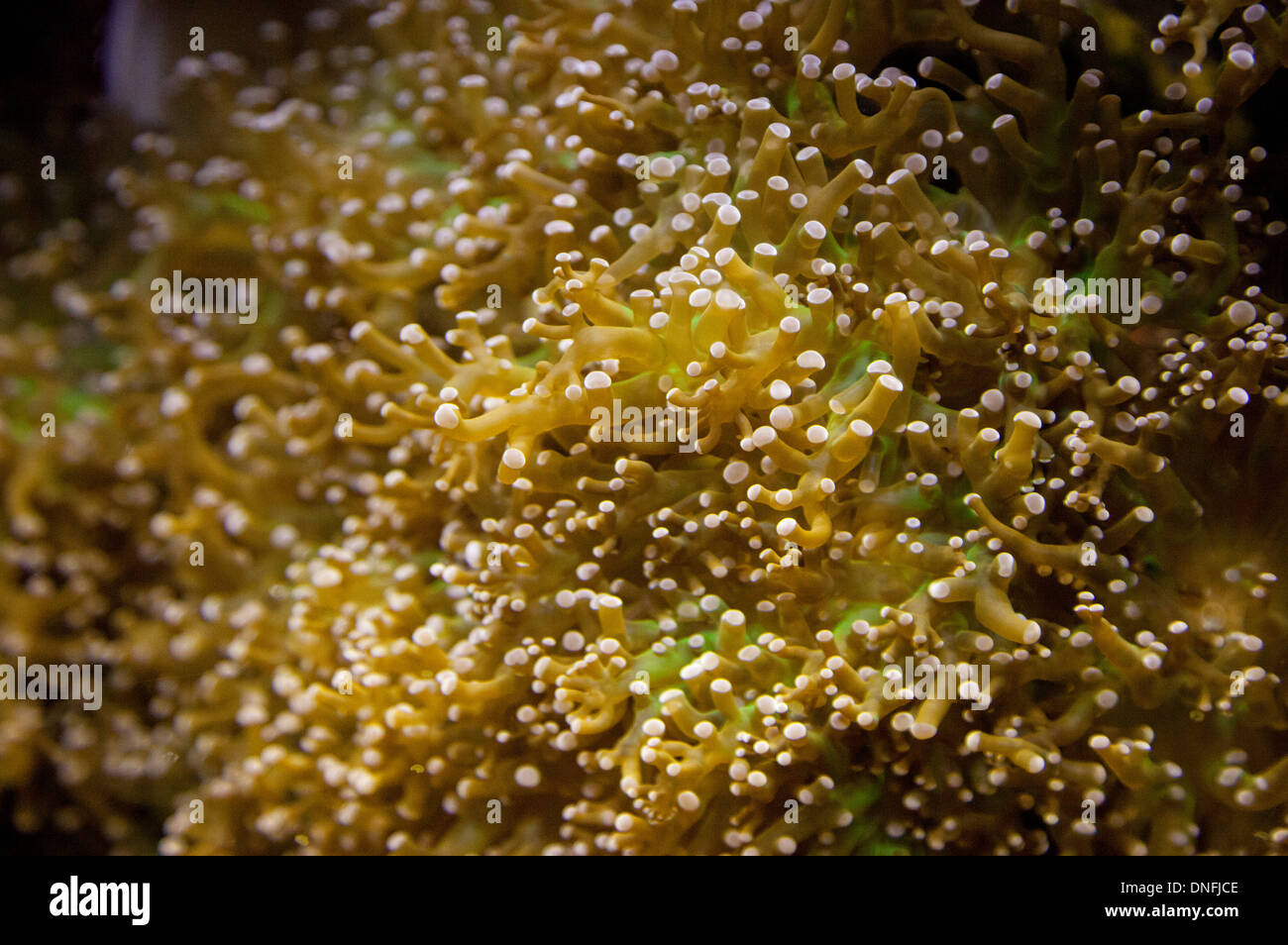 Hokkaido, Japan, Asia, Sea Life, Animal, Coral Stock Photo - Alamy