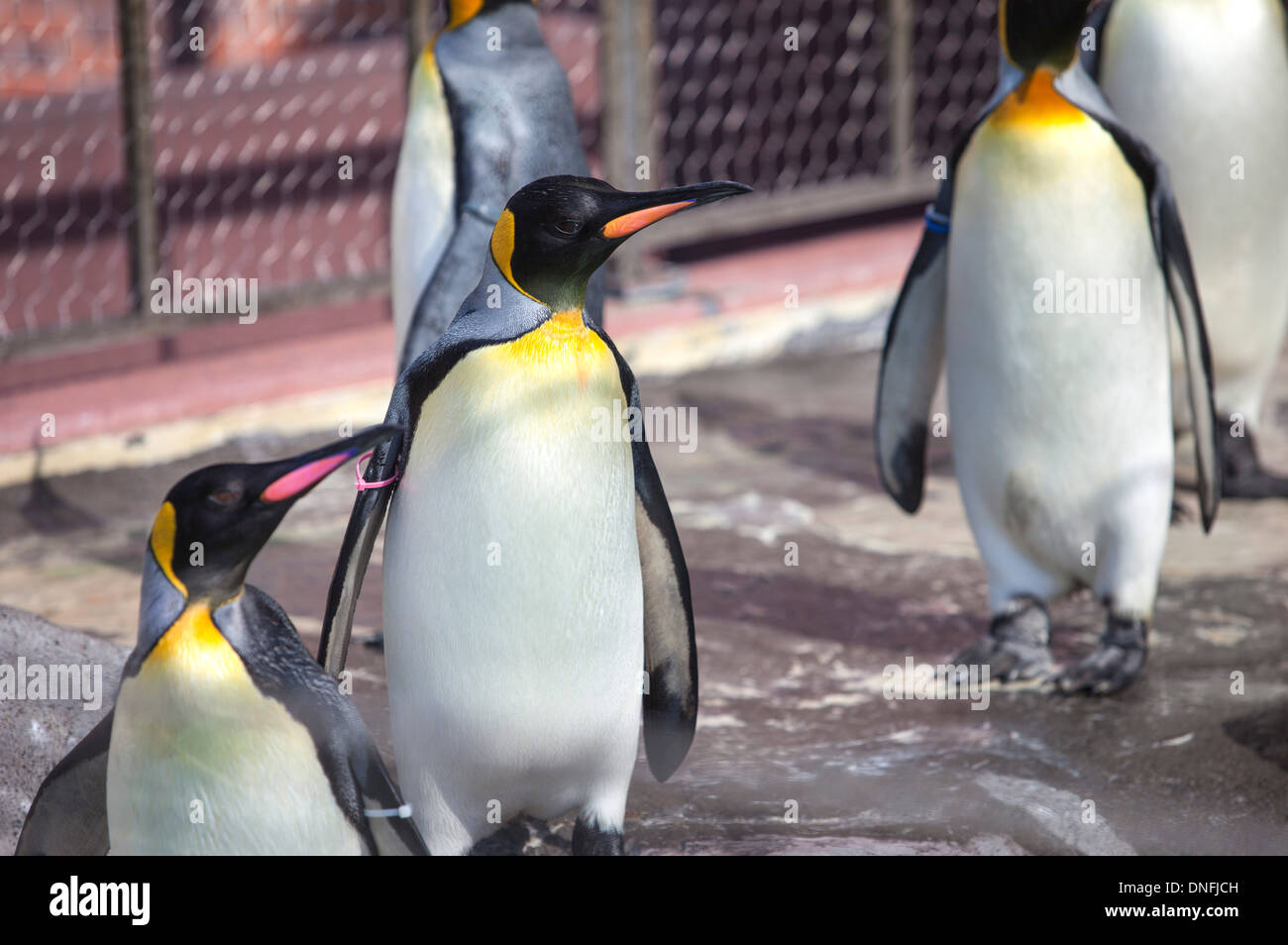 Hokkaido, Japan, Asia, Sea Life, Animal, Penguin Stock Photo - Alamy