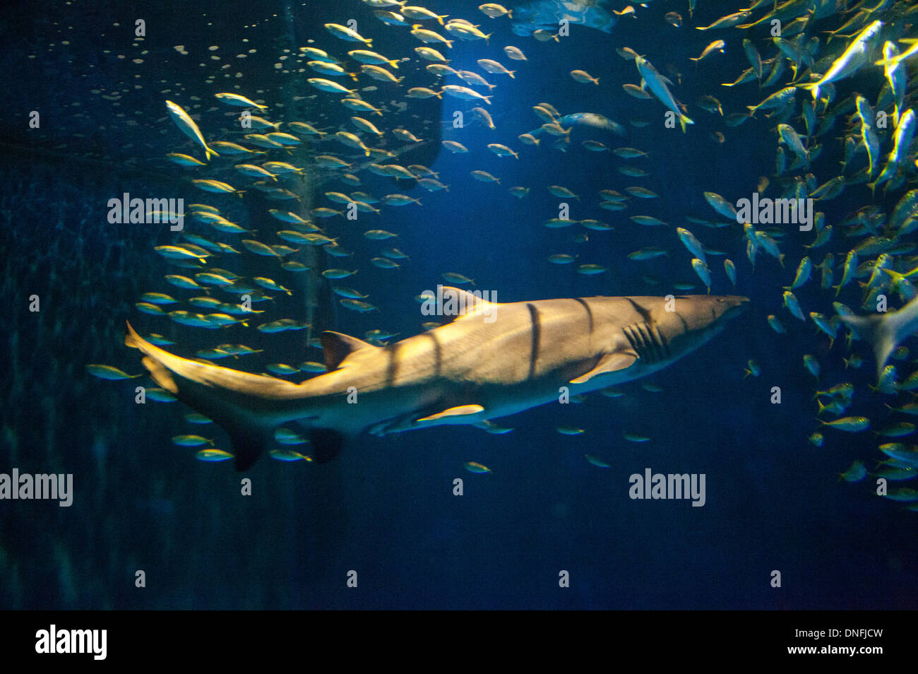 Hokkaido, Japan, Asia, Sea Life, Animal, Shark Stock Photo - Alamy