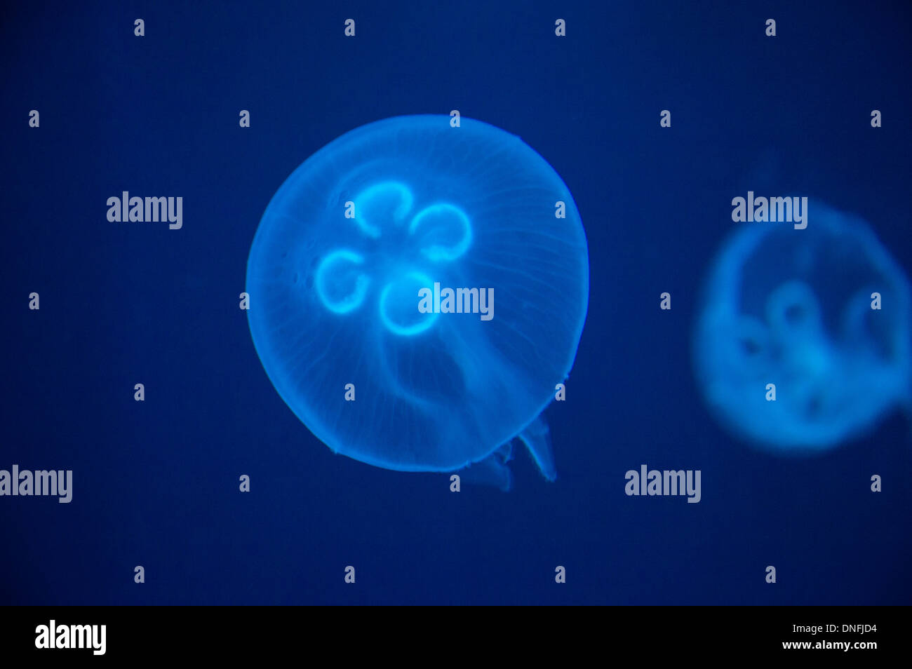 Hokkaido, Japan, Asia, Sea Life, Animal, Jellyfish Stock Photo - Alamy