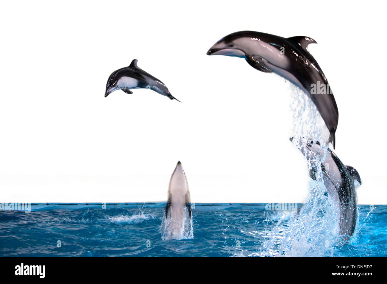 Hokkaido, Japan, Asia, Sea Life, Animal, Dolphin Stock Photo - Alamy