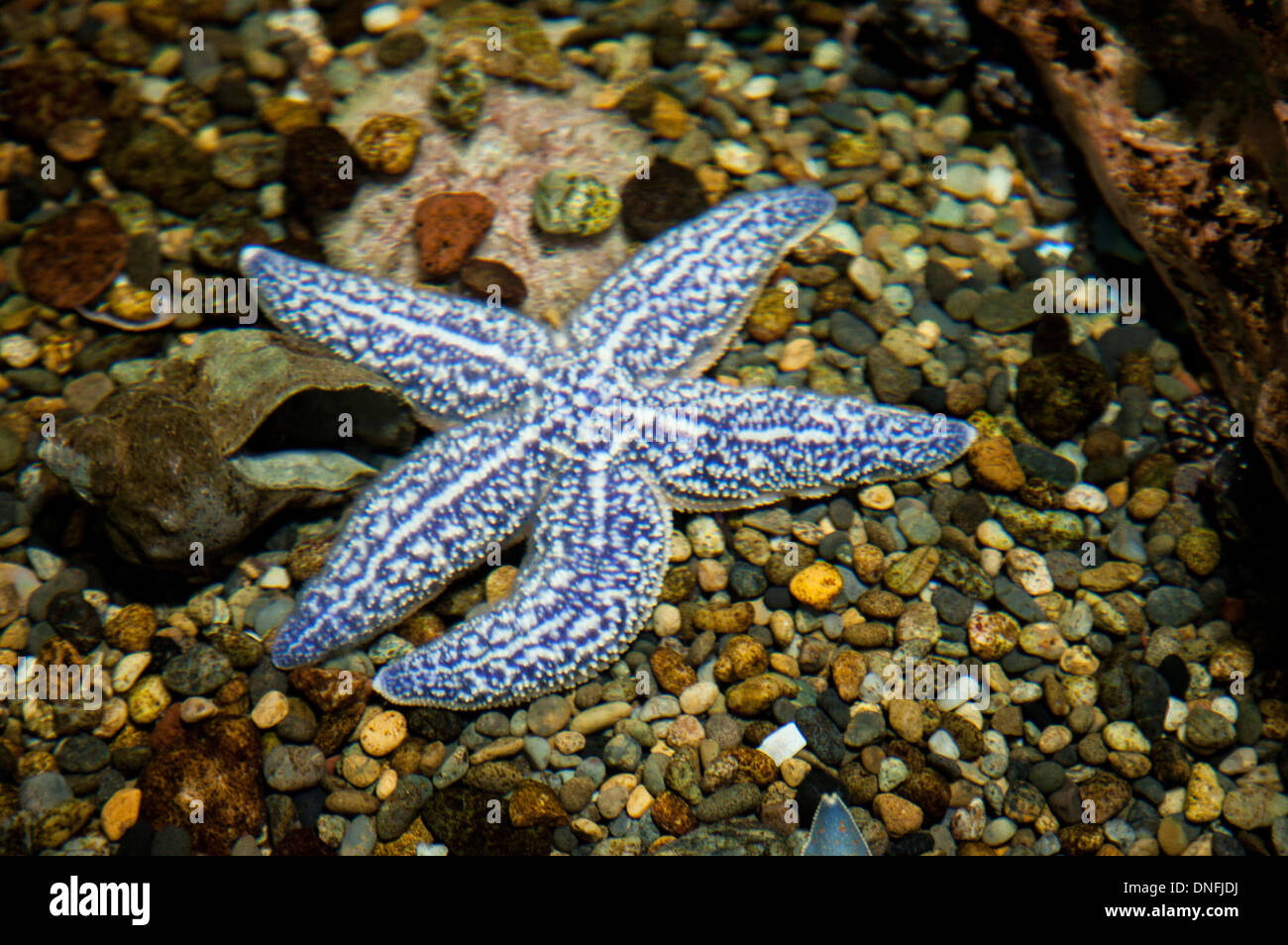 Hokkaido, Japan, Asia, Sea Life, Animal, Starfish Stock Photo - Alamy